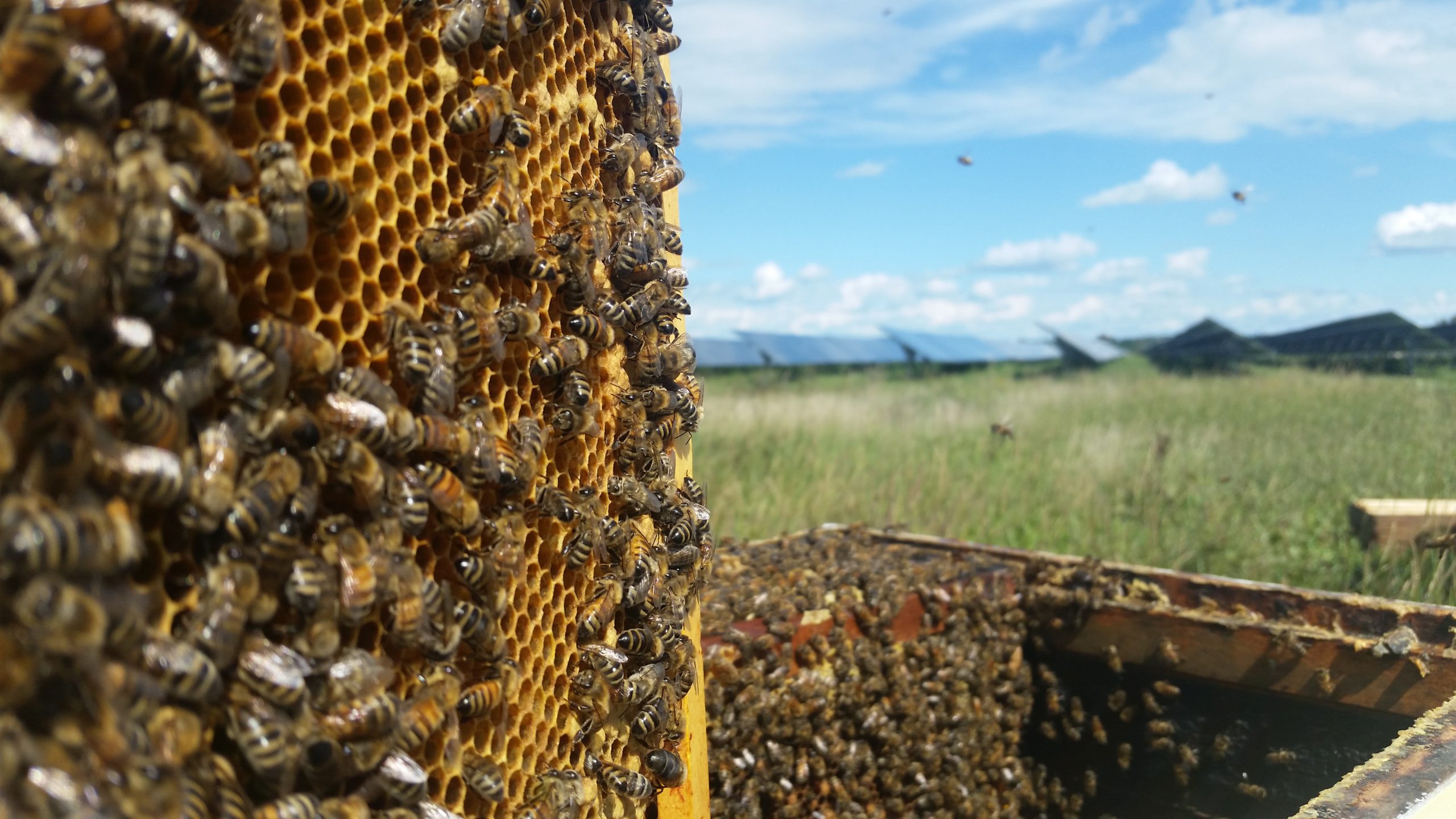 EDF Renewables Episode 8: The Buzz, Bees Part In Solar